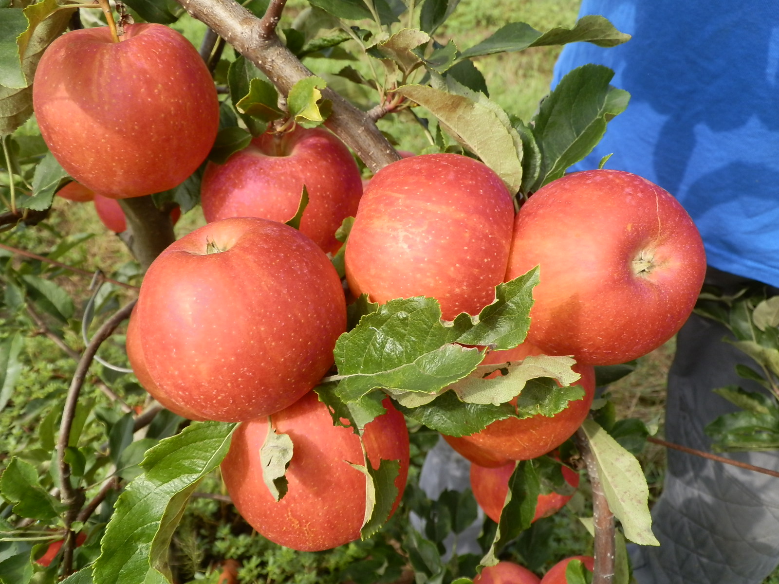 U međimurskim voćnjacima započela berba jabuka
