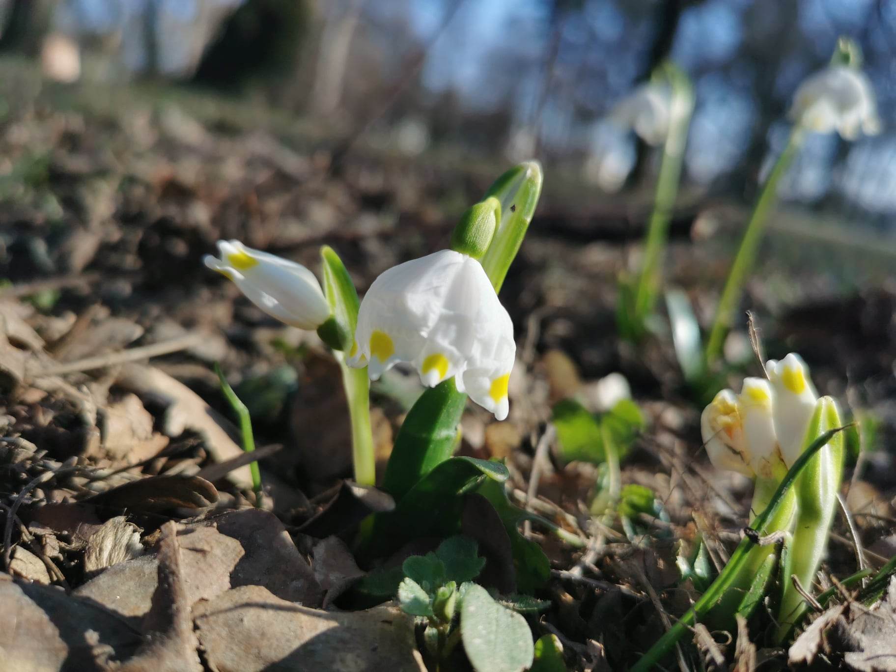 VIDEO – MEĐIMURSKA PRIRODA: Ne beri proljetnice!