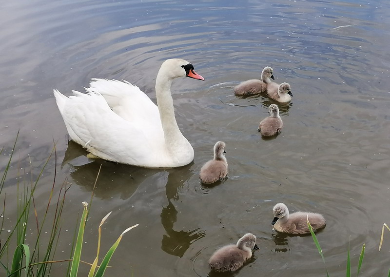 VIDEO: Pomažeš li pticama ili...?
