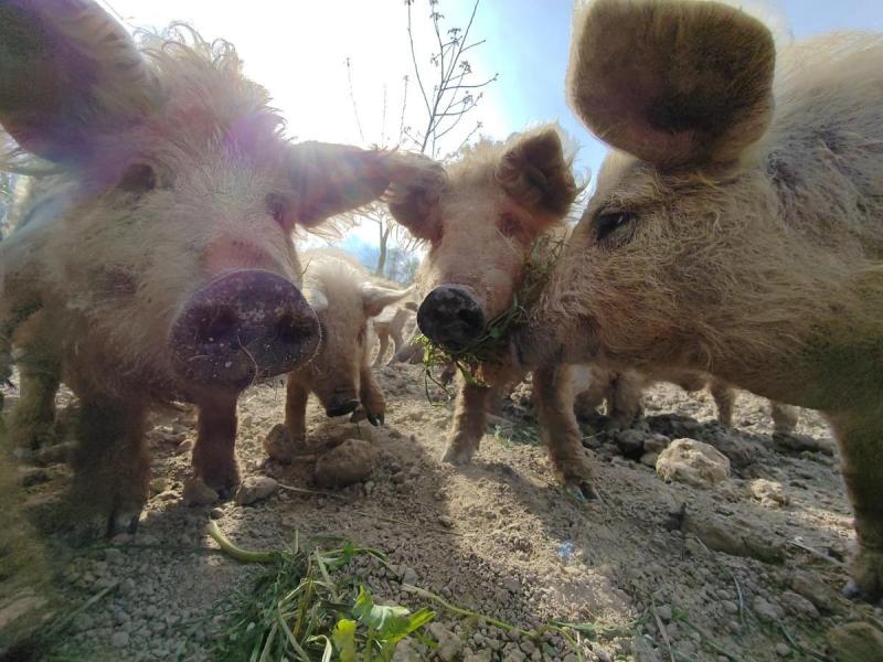 Svinjokolja od danas dozvoljena uz veterinarski pregled