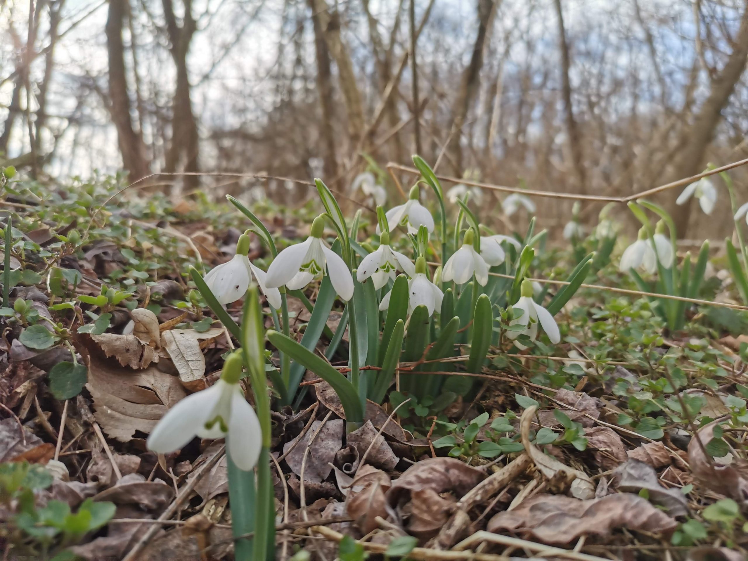 Nova volonterska akcija: Vidi! Visibaba!